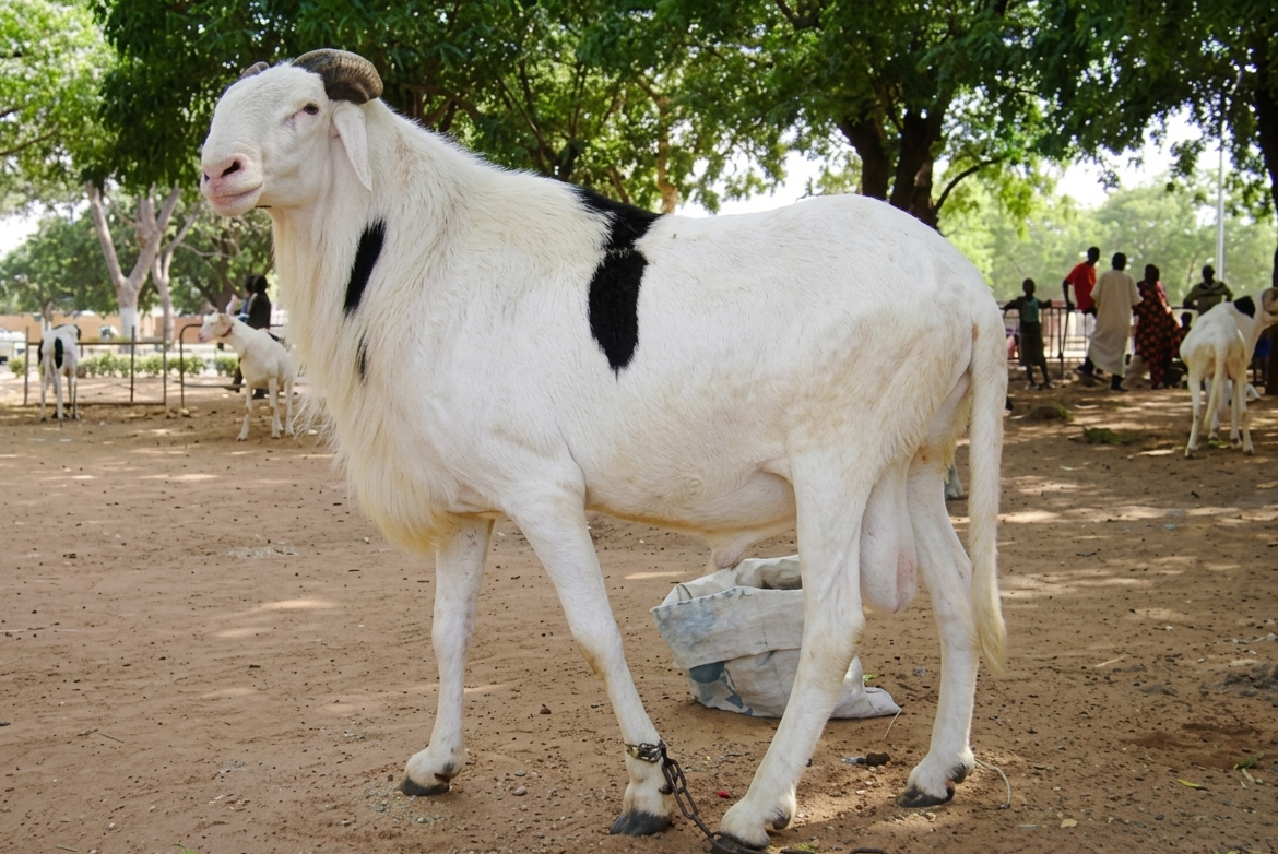 Tabaski 2026 au Sénégal : Dates, prix des moutons et transports